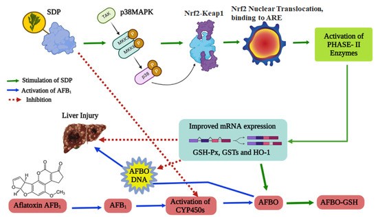 Evaluation of Hepatic Detoxification Effects of Enteromorpha prolifera ...