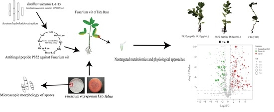 Antioxidants | Free Full-Text | Antifungal Peptide P852 Controls Fusarium Wilt in Faba Bean ...