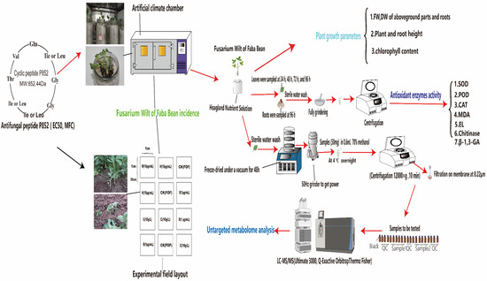 Antioxidants | Free Full-Text | Antifungal Peptide P852 Controls Fusarium Wilt in Faba Bean ...