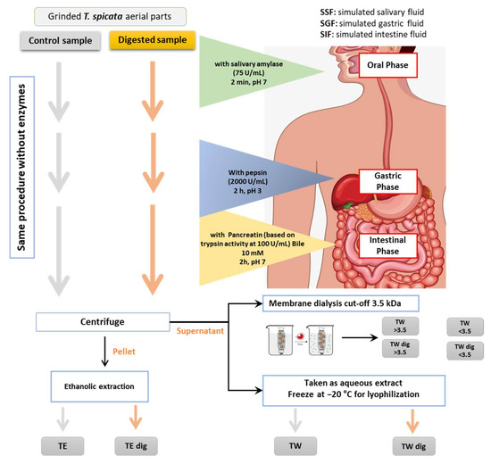 Antioxidants | Free Full-Text | Influence of Simulated In Vitro ...