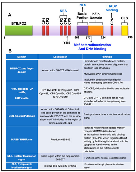 Harnessing the Therapeutic Potential of the Nrf2/Bach1 Signaling ...