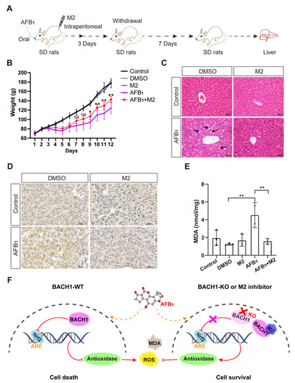 Genome-Scale CRISPR Knockout Screening Identifies BACH1 as a Key ...