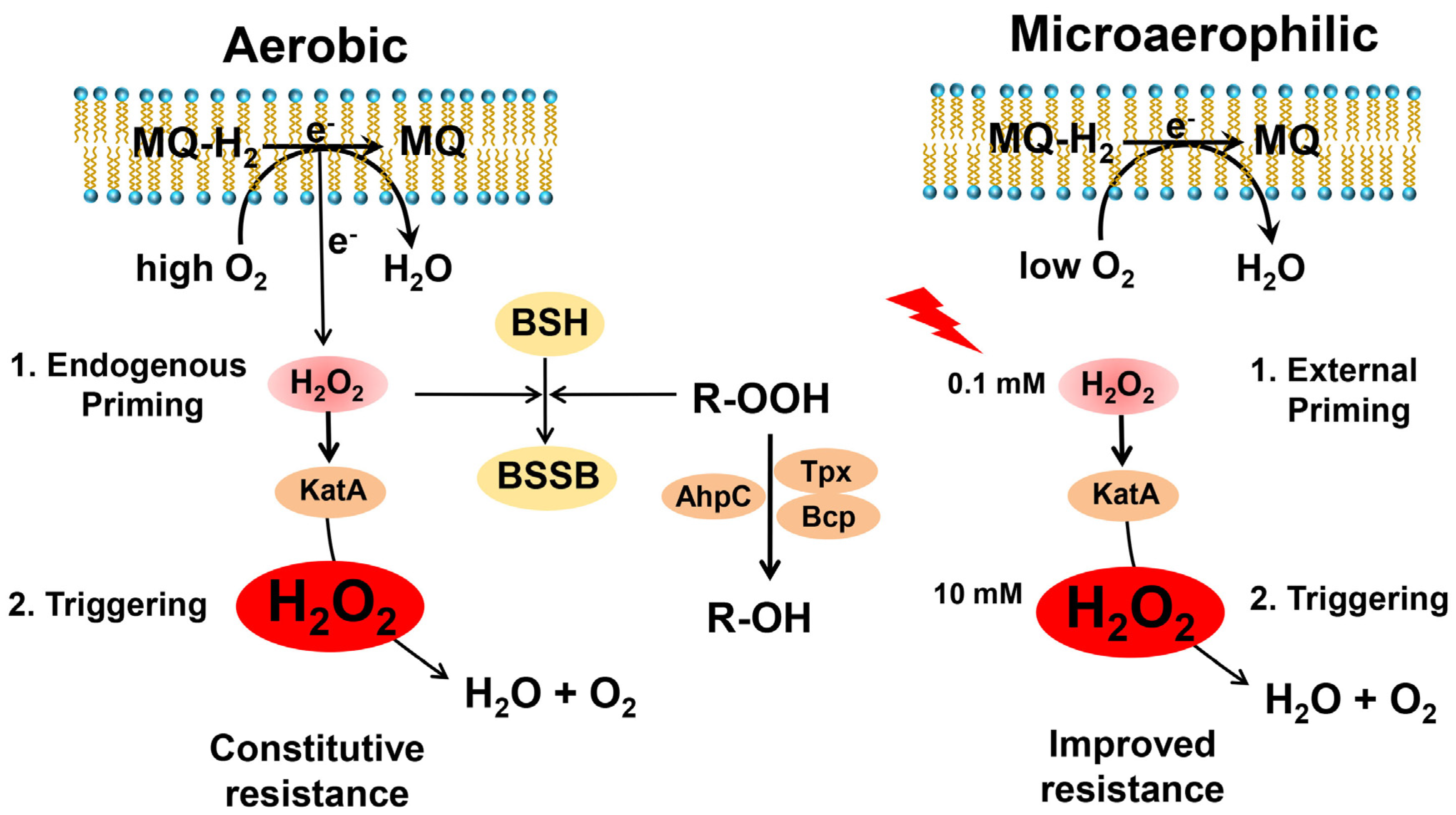 Antioxidants | Free Full-Text | The Catalase KatA Contributes to ...