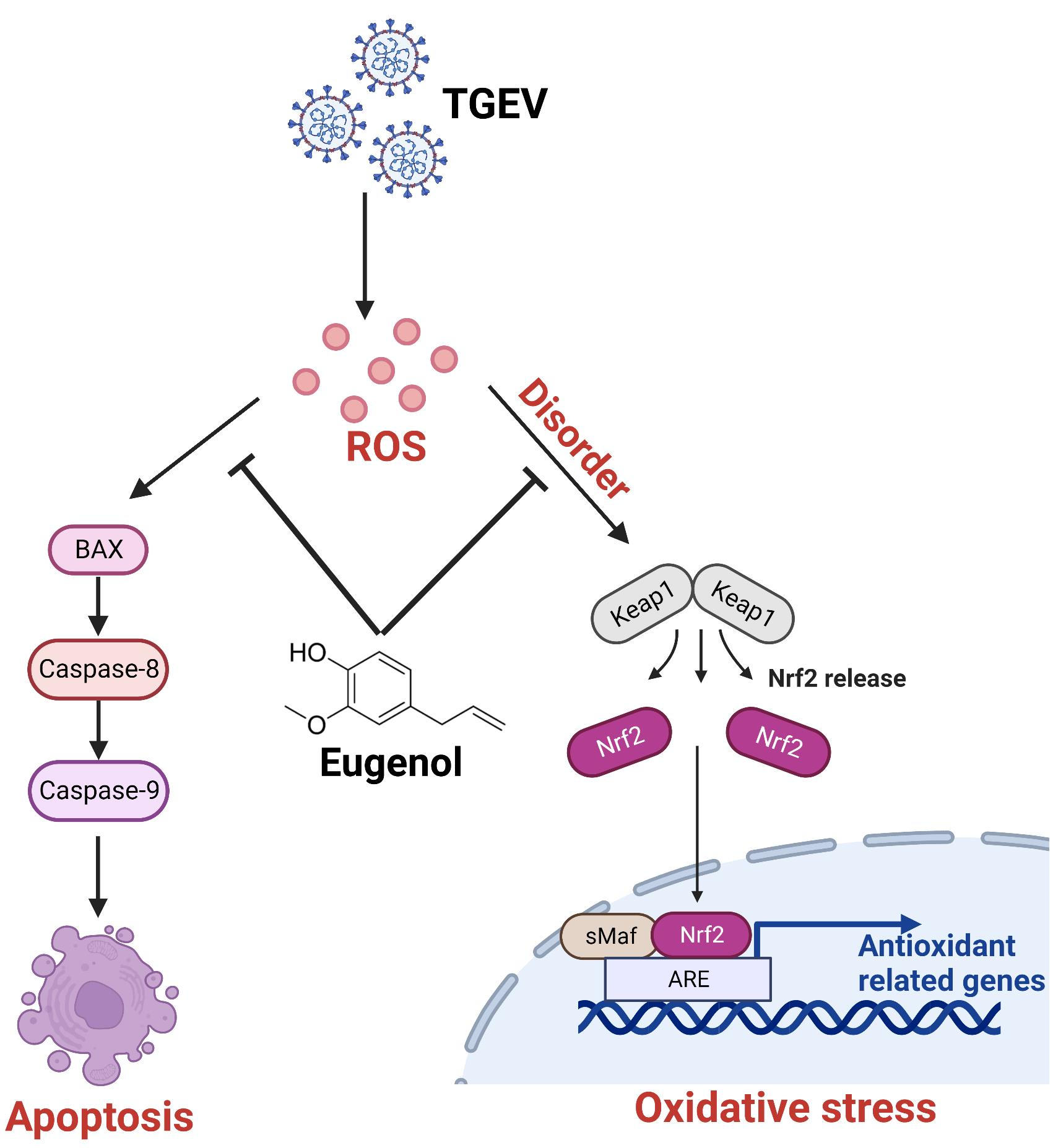 Antioxidants | Free Full-Text | Eugenol Attenuates Transmissible ... Antioxidants | Free Full-Text | Eugenol Attenuates Transmissible ...