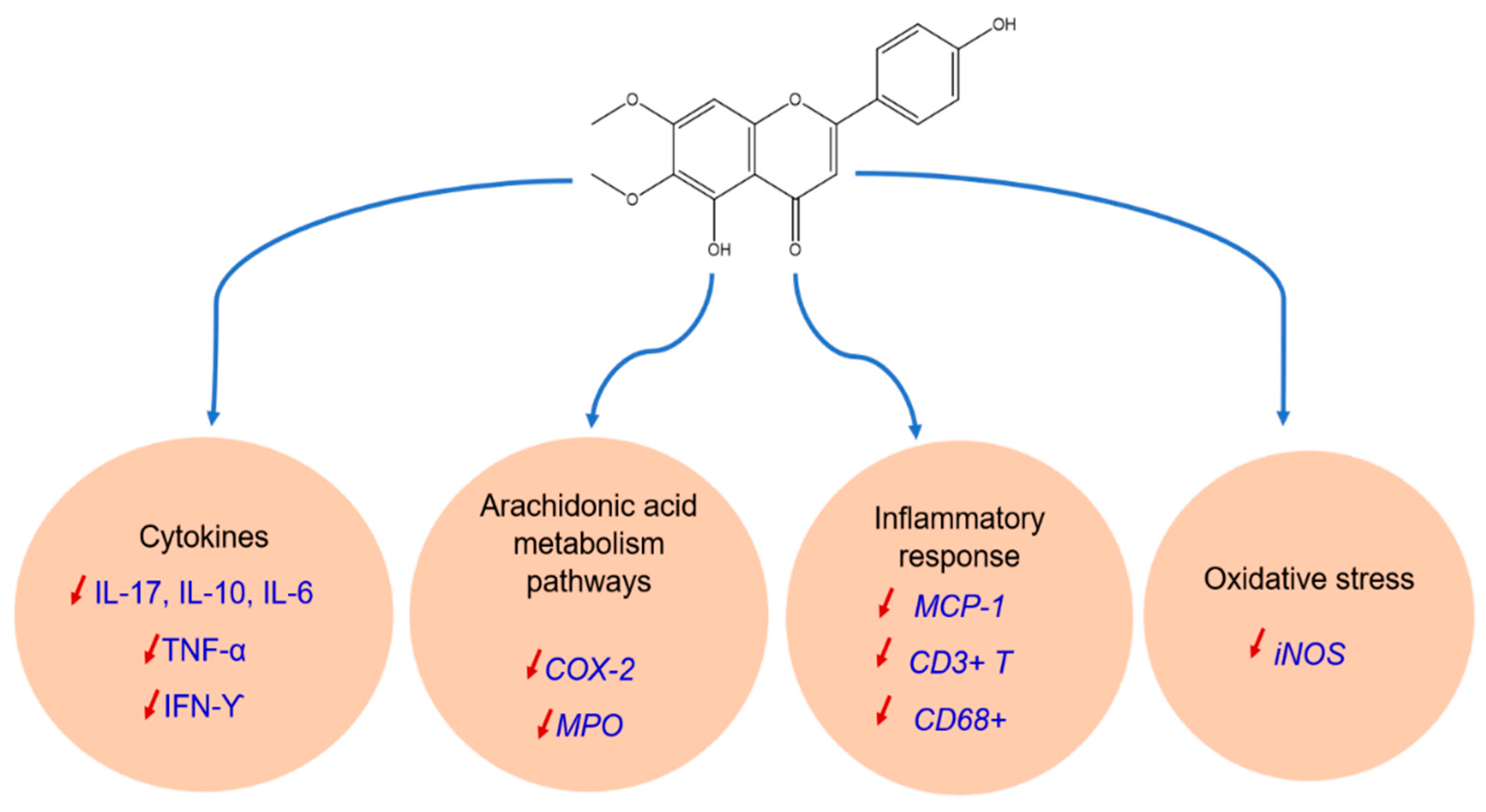 The Current State of Knowledge in Biological Properties of Cirsimaritin