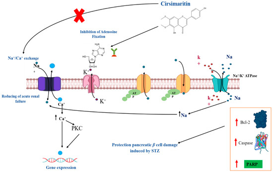 The Current State of Knowledge in Biological Properties of Cirsimaritin