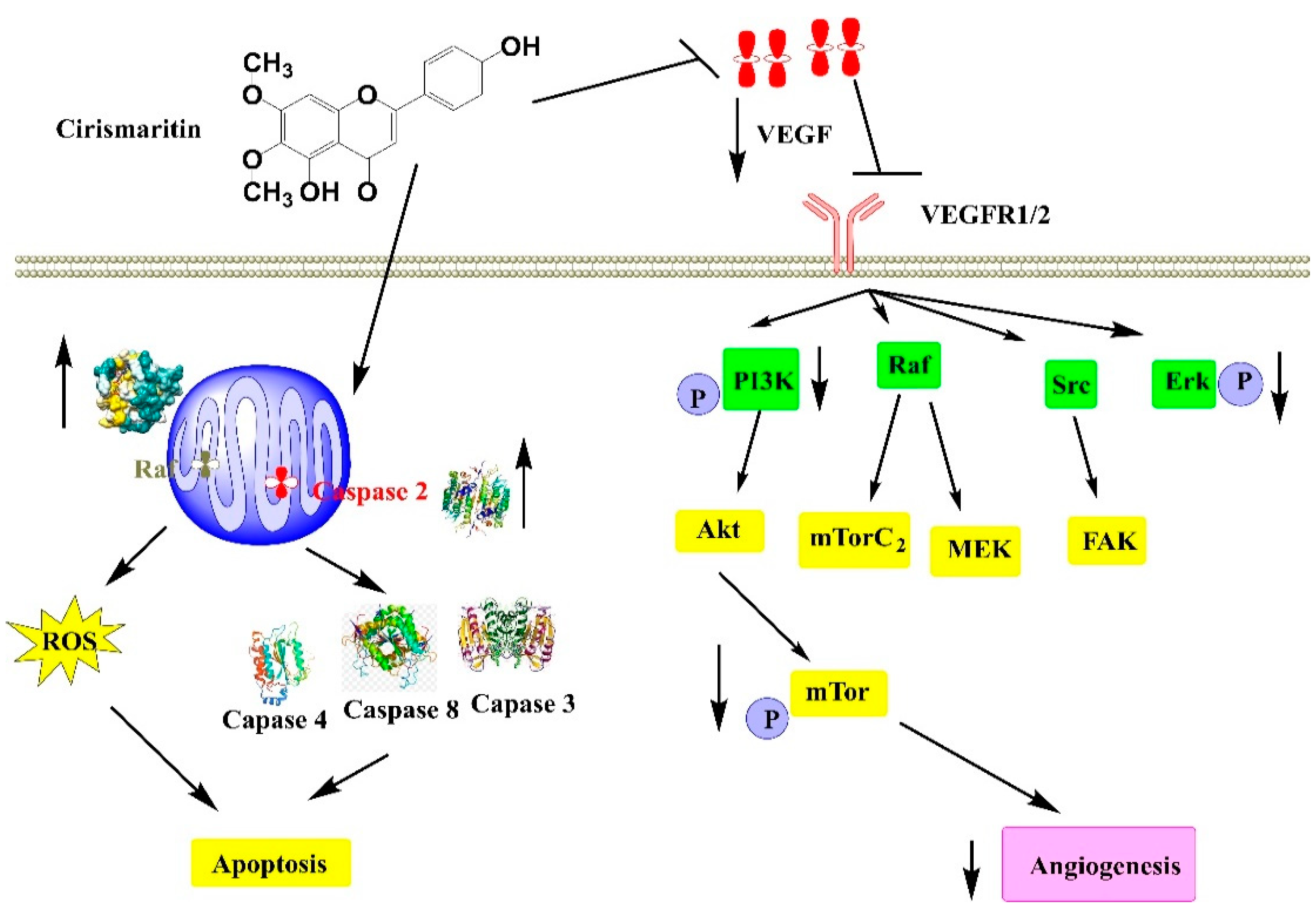 The Current State of Knowledge in Biological Properties of Cirsimaritin