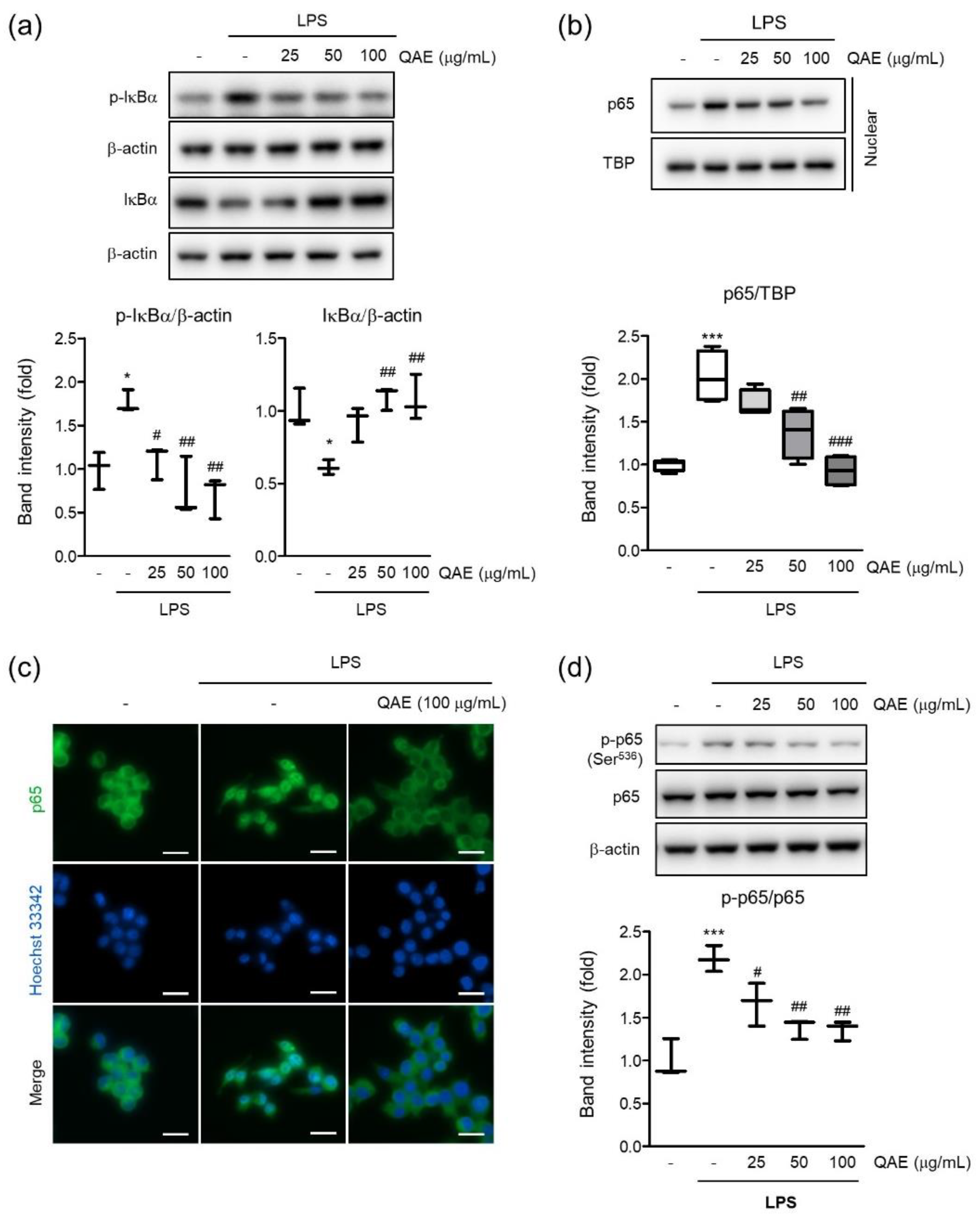 Quercus acuta Thunb. Suppresses LPS-Induced Neuroinflammation in BV2 ...