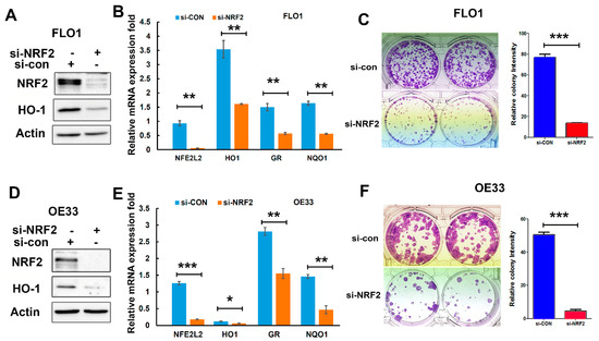 Targeting NRF2 Sensitizes Esophageal Adenocarcinoma Cells to Cisplatin ...