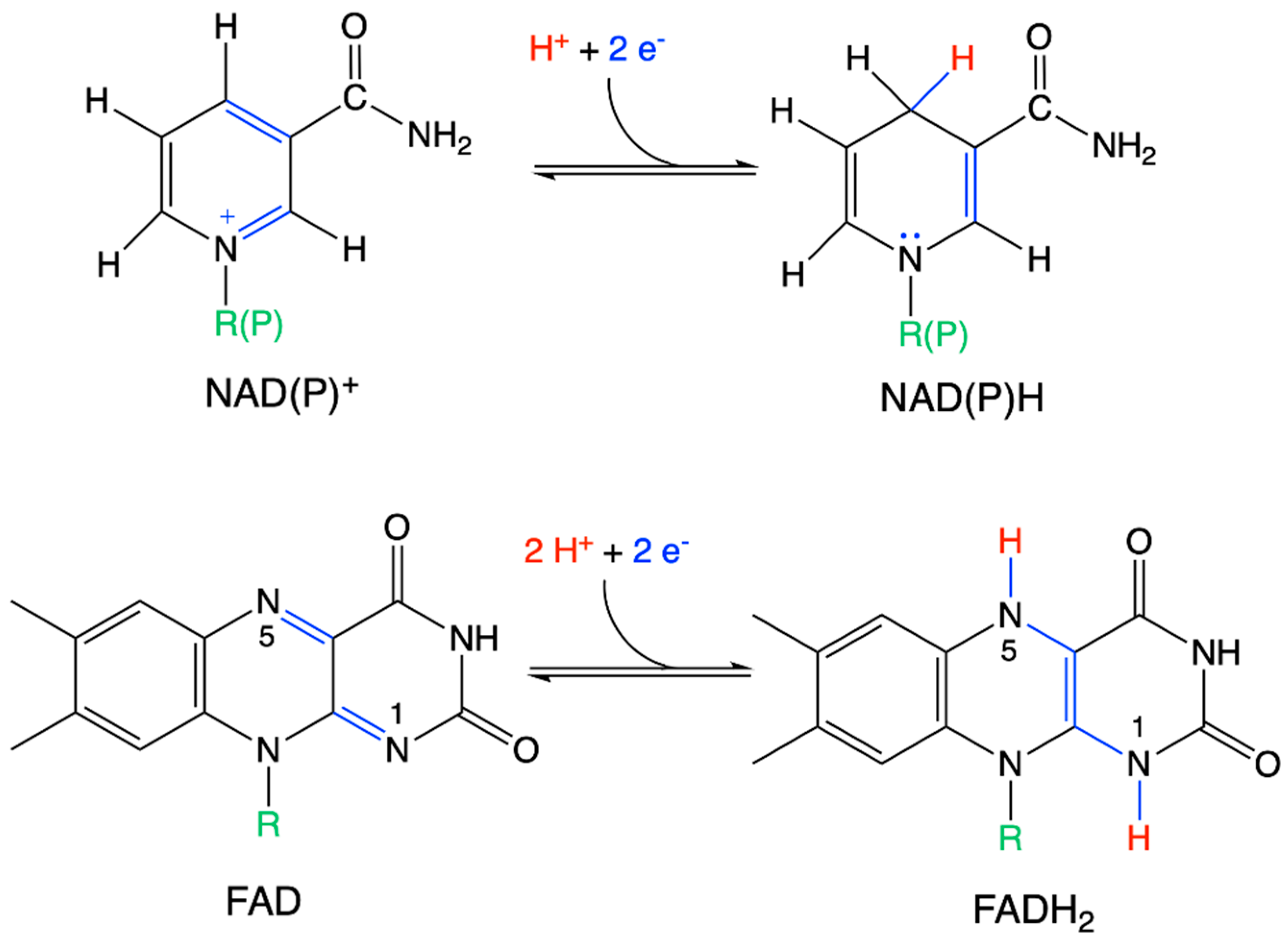 Fadh2 Structure