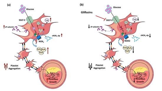 Antioxidants | Free Full-Text | The Sodium–Glucose Co-Transporter-2 ...