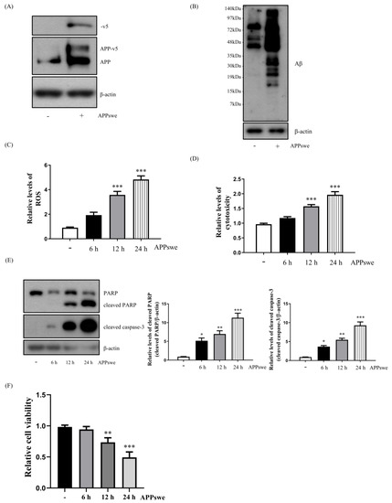 Peroxiredoxin 2 Ameliorates AβO-Mediated Autophagy by Inhibiting ROS ...