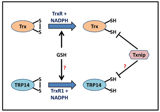 S-Denitrosylation: A Crosstalk between Glutathione and Redoxin Systems