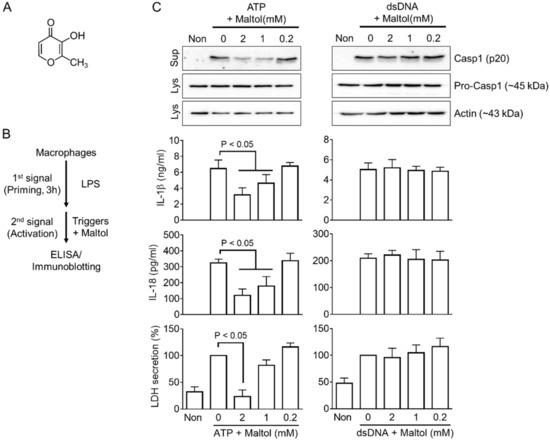 Maltol, a Natural Flavor Enhancer, Inhibits NLRP3 and Non-Canonical ...