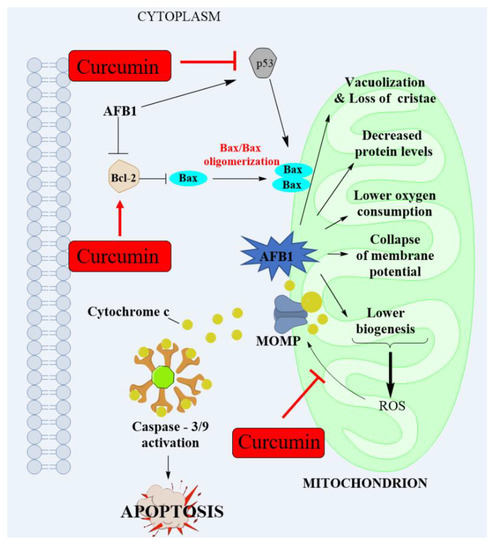 Aflatoxin B1 Toxicity and Protective Effects of Curcumin: Molecular ...
