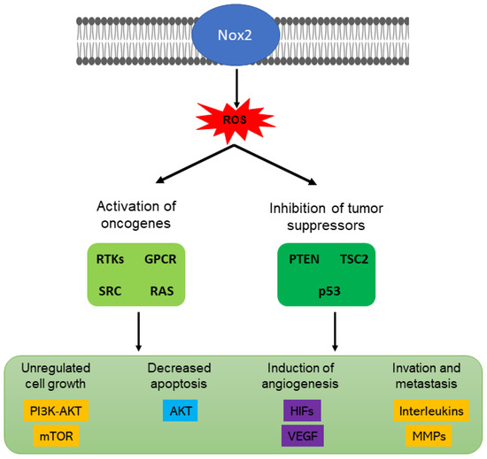 NOX as a Therapeutic Target in Liver Disease