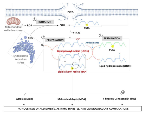 Detrimental Effects of Lipid Peroxidation in Type 2 Diabetes: Exploring ...