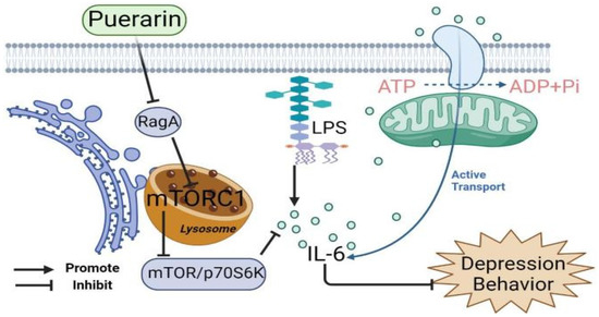 Pharmacological Activity, Pharmacokinetics, and Clinical Research ...