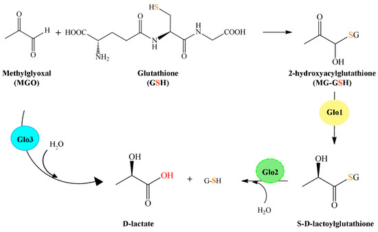 Glyoxalase 2: Towards a Broader View of the Second Player of the ...