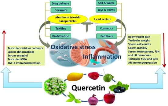 Antioxidants | Free Full-Text | Quercetin Abates Aluminum Trioxide ...