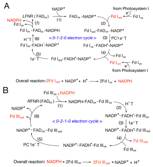 Roles of Ferredoxin-NADP+ Oxidoreductase and Flavodoxin in NAD(P)H-Dependent Electron Transfer ...