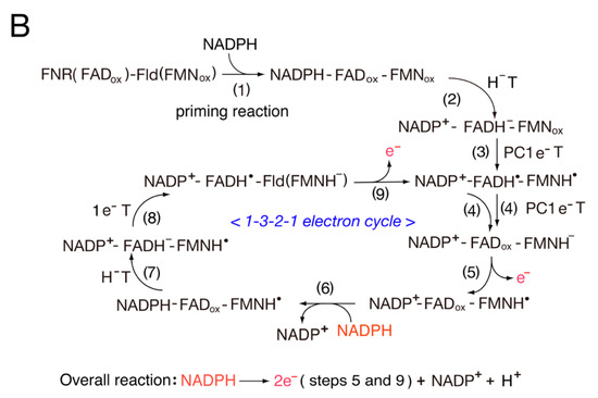 Roles of Ferredoxin-NADP+ Oxidoreductase and Flavodoxin in NAD(P)H ...