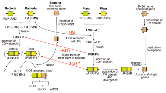 Roles of Ferredoxin-NADP+ Oxidoreductase and Flavodoxin in NAD(P)H ...