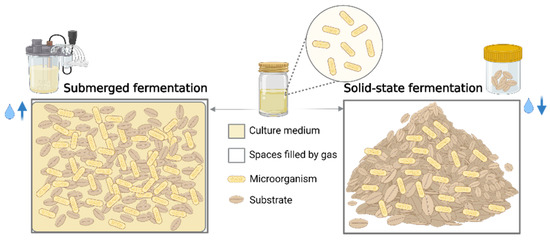 Antioxidants | Free Full-Text | Integrated Technology for Cereal Bran Valorization: Perspectives ...
