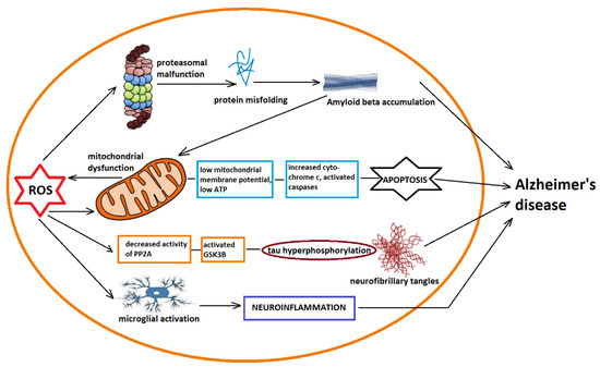 The Link between Oxidative Stress, Mitochondrial Dysfunction and Neuroinflammation in the ...