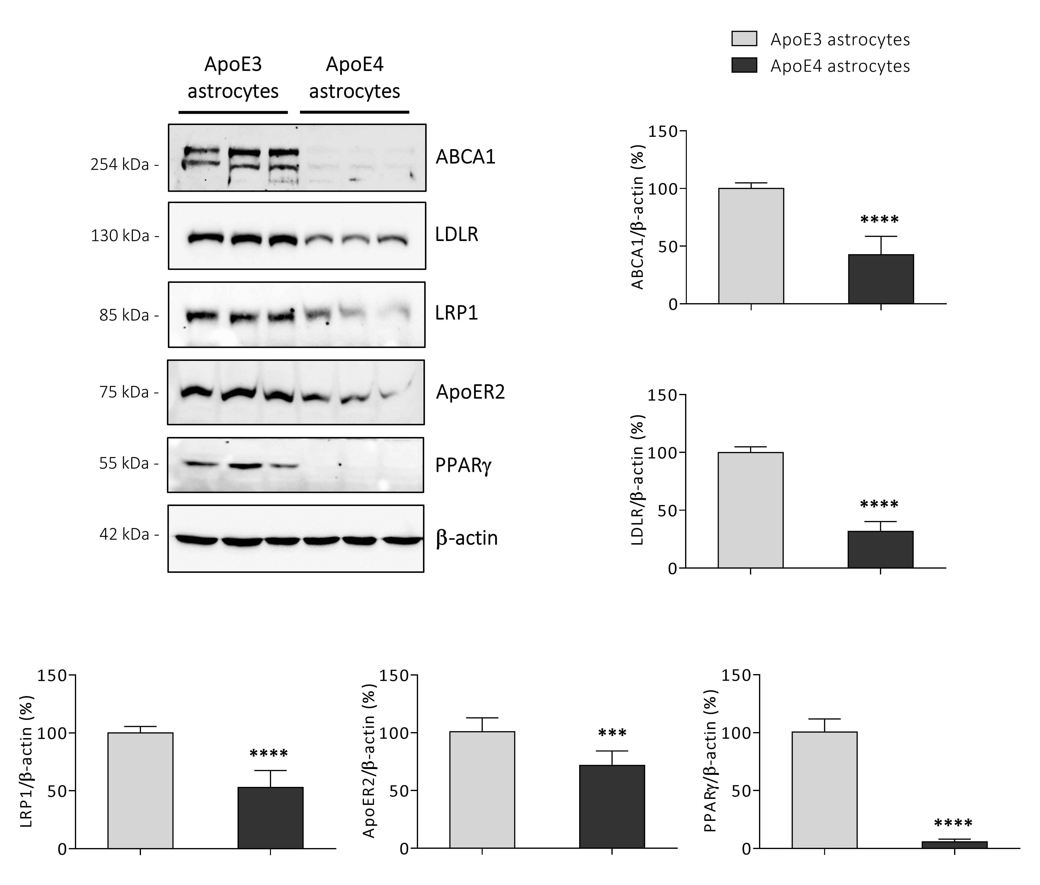 ApoE3 vs. ApoE4 Astrocytes: A Detailed Analysis Provides New Insights ...