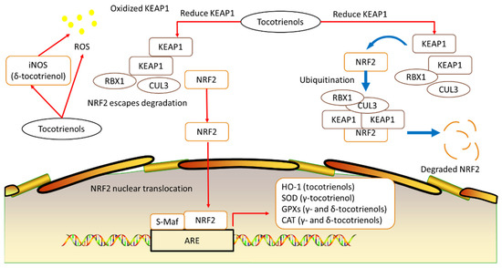 Ameliorative Effect of Tocotrienols on Perimenopausal-Associated Osteoporosis—A Review