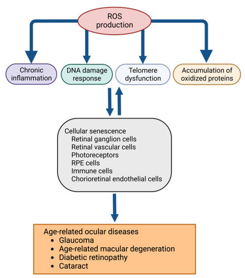 Oxidative Stress-Induced Cellular Senescence in Aging Retina and Age-Related Macular Degeneration