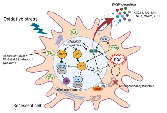 Oxidative Stress-Induced Cellular Senescence in Aging Retina and Age-Related Macular Degeneration