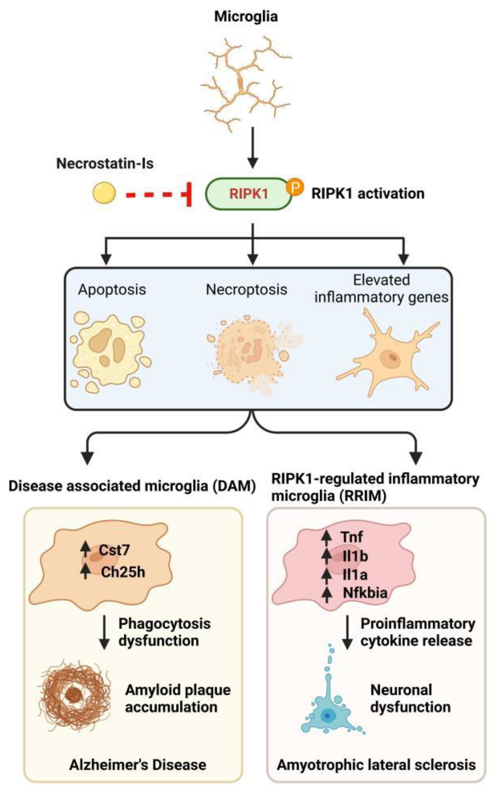 Microglial Dysfunction in Neurodegenerative Diseases via RIPK1 and ROS