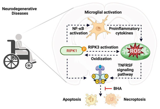 Microglial Dysfunction in Neurodegenerative Diseases via RIPK1 and ROS