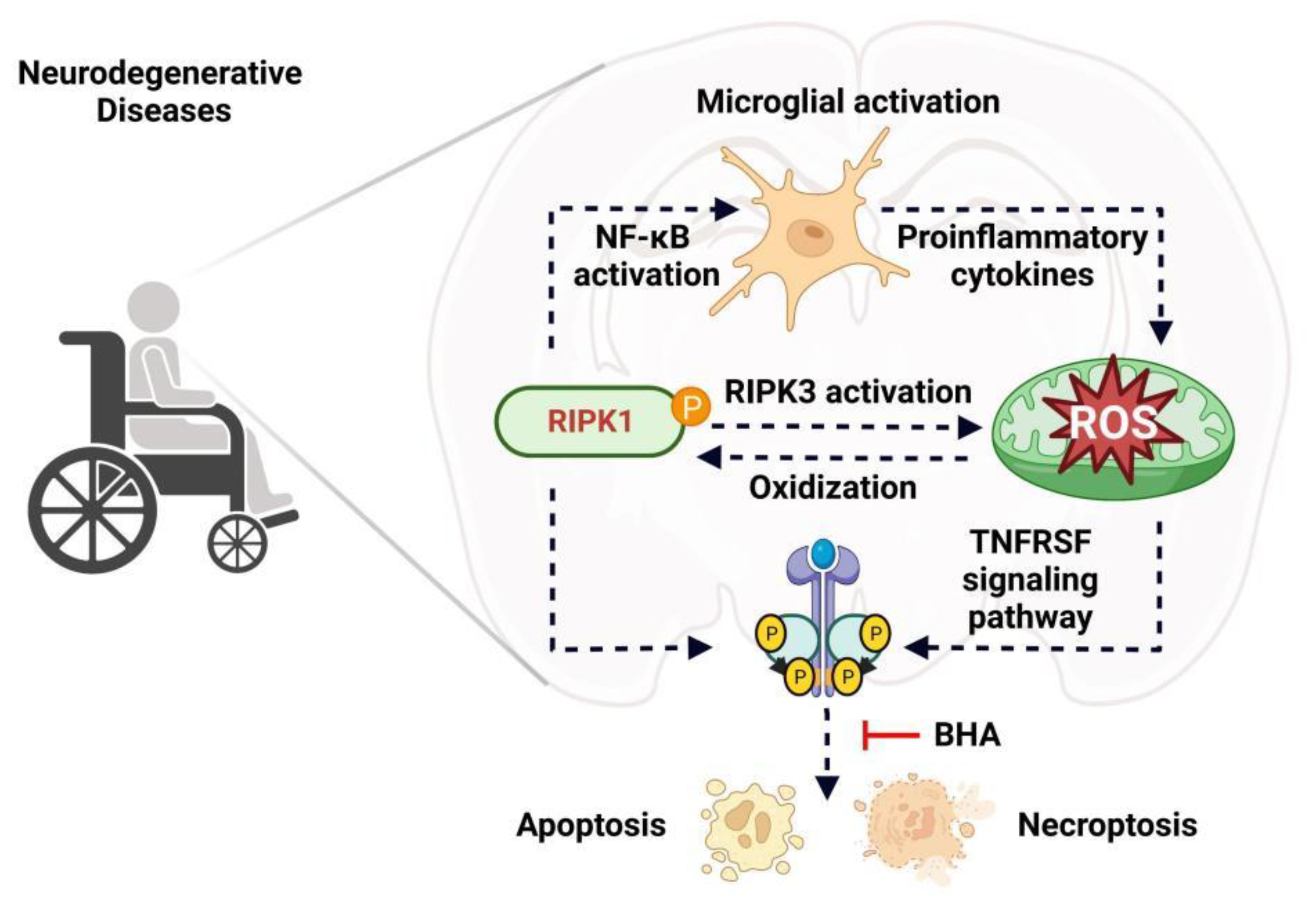 Microglial Dysfunction in Neurodegenerative Diseases via RIPK1 and ROS