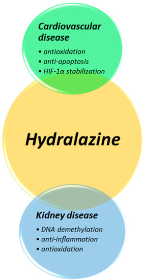 Potential Impacts of Hydralazine as a Novel Antioxidant on ...