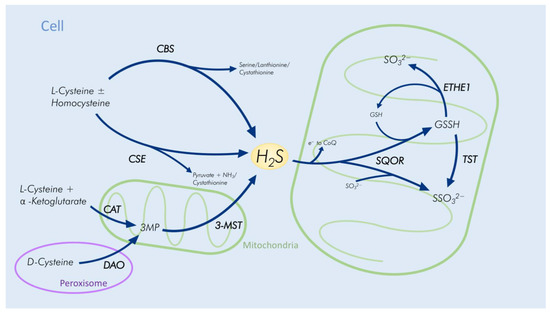 Hydrogen Sulfide Metabolizing Enzymes in the Intestinal Mucosa in ...