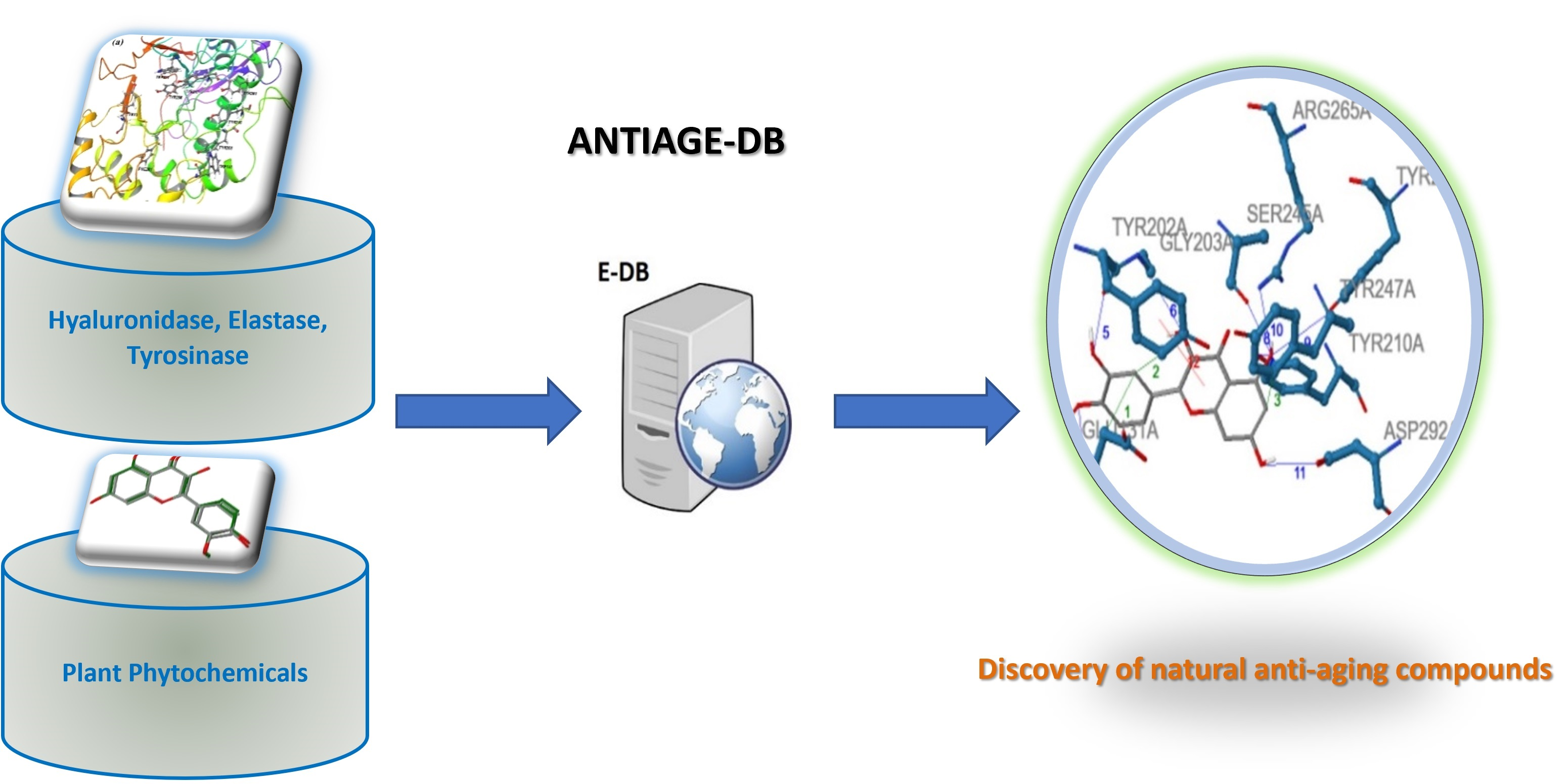 Antioxidants | Free Full-Text | ANTIAGE-DB: A Database and Server for ...