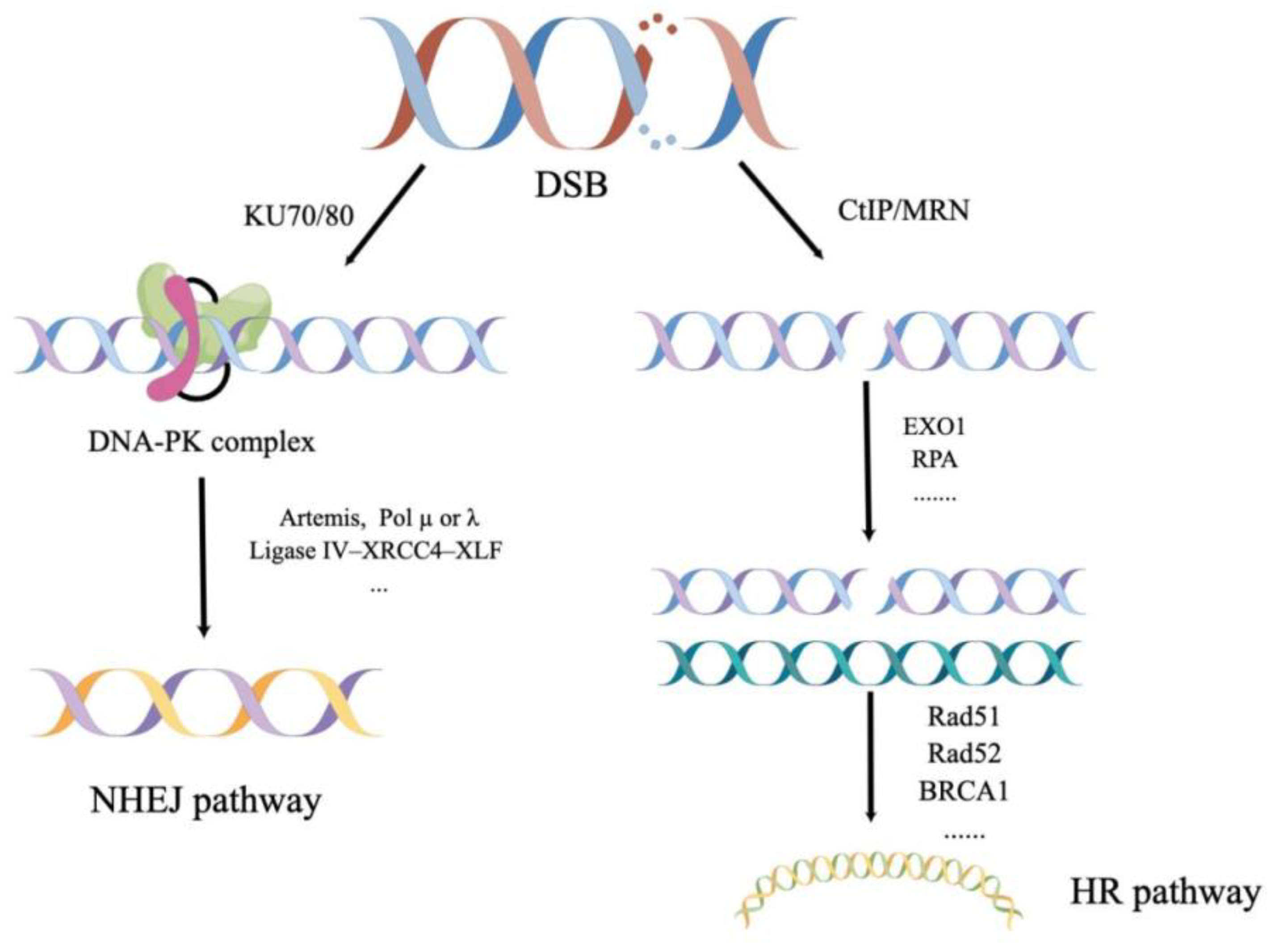 The Role of DNA Damage and Repair in Idiopathic Pulmonary Fibrosis