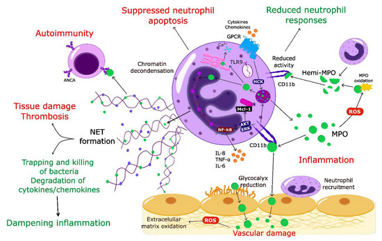 Myeloperoxidase: Regulation of Neutrophil Function and Target for Therapy