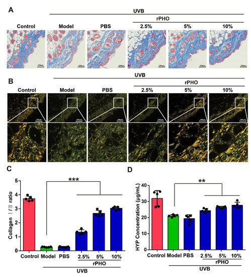 Recombinant Photolyase-Thymine Alleviated UVB-Induced Photodamage in ...