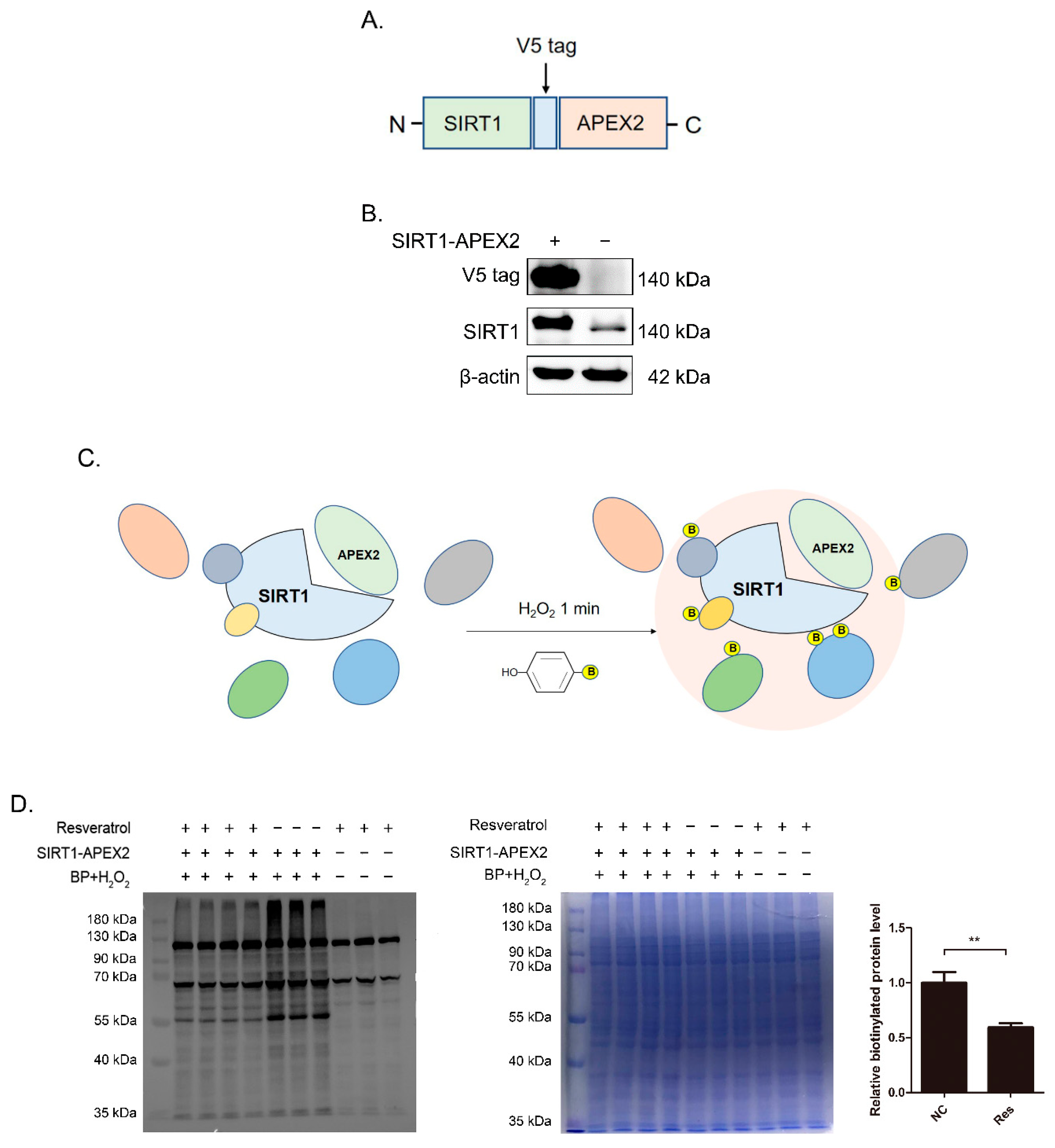 Antioxidants | Free Full-Text | Systematic Insight of Resveratrol ...
