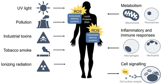 Antioxidants Free Full Text Nrf2 And Oxidative Stress A General