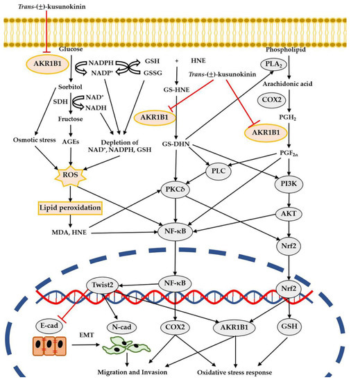 Trans-(±)-Kusunokinin Binding to AKR1B1 Inhibits Oxidative Stress and ...