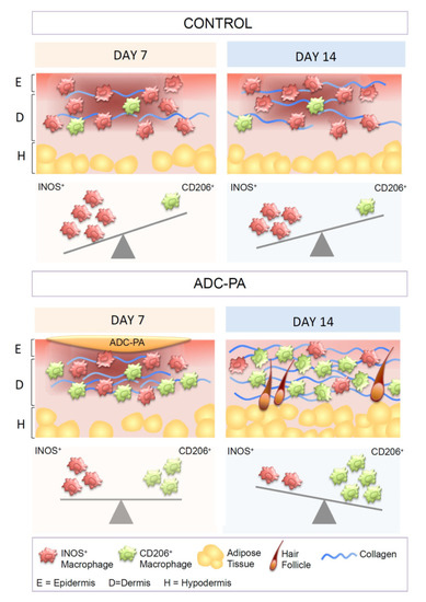Balance of Macrophage Activation by a Complex Coacervate-Based Adhesive ...