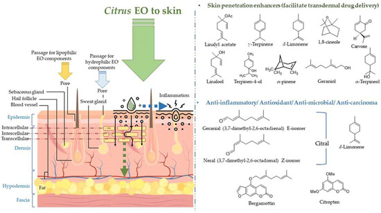 Citrus Essential Oils in Aromatherapy: Therapeutic Effects and Mechanisms