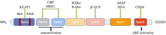 Nrf2 Regulates Oxidative Stress and Its Role in Cerebral Ischemic Stroke