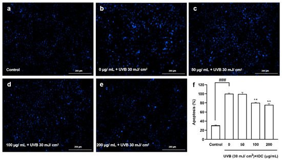 Cosmeceutical Effects of Ishige okamurae Celluclast Extract