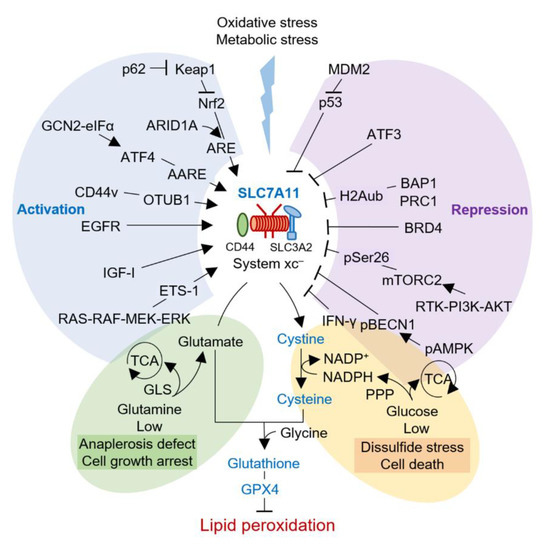 SLC7A11 as a Gateway of Metabolic Perturbation and Ferroptosis Vulnerability in Cancer